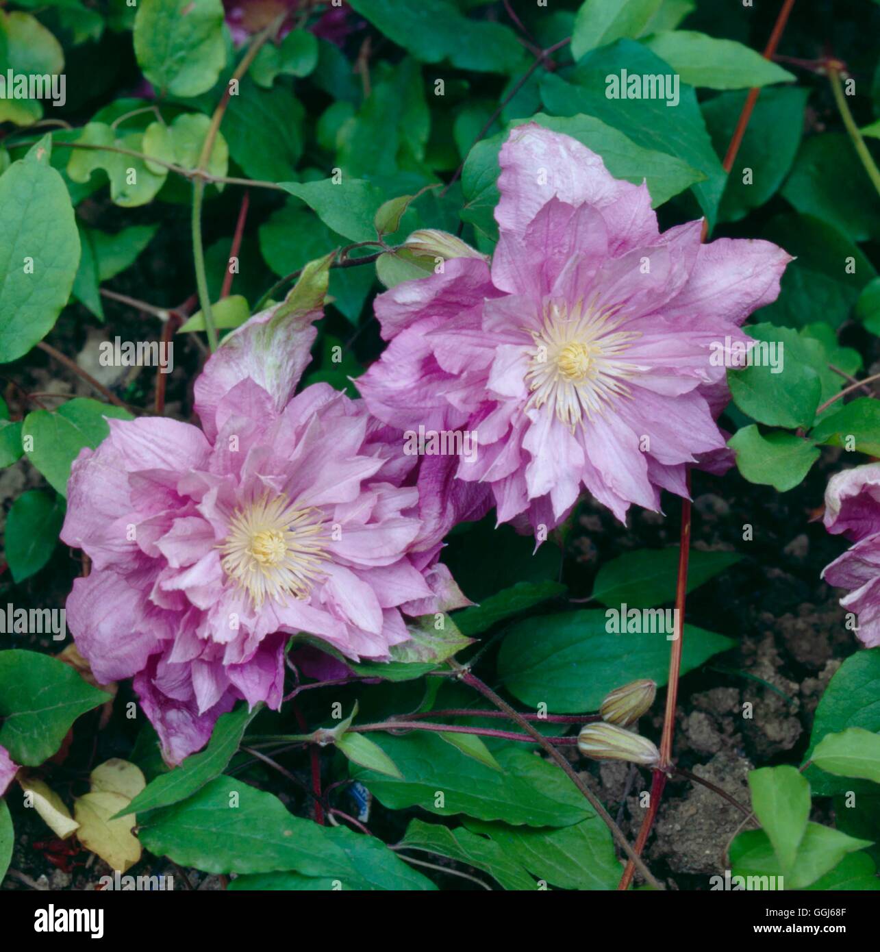 Clematisproteus hi-res stock photography and images - Alamy